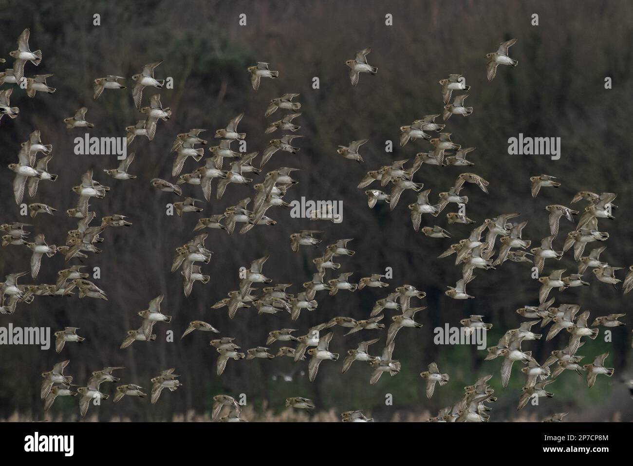 Golden Plover (Pluvialis apricaria) flock flying Cley Marshes Norfolk ...