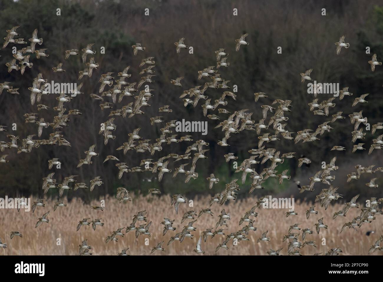 Golden Plover (Pluvialis apricaria) flock flying Cley Marshes Norfolk ...