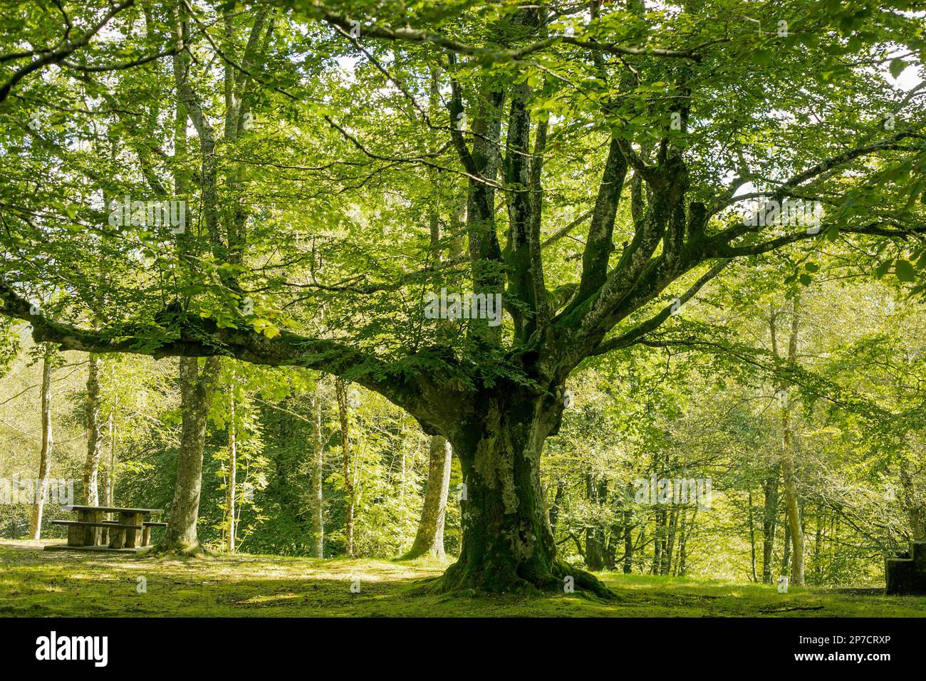 Specimen of a large beech tree in Urkiola Natural Park in Country ...