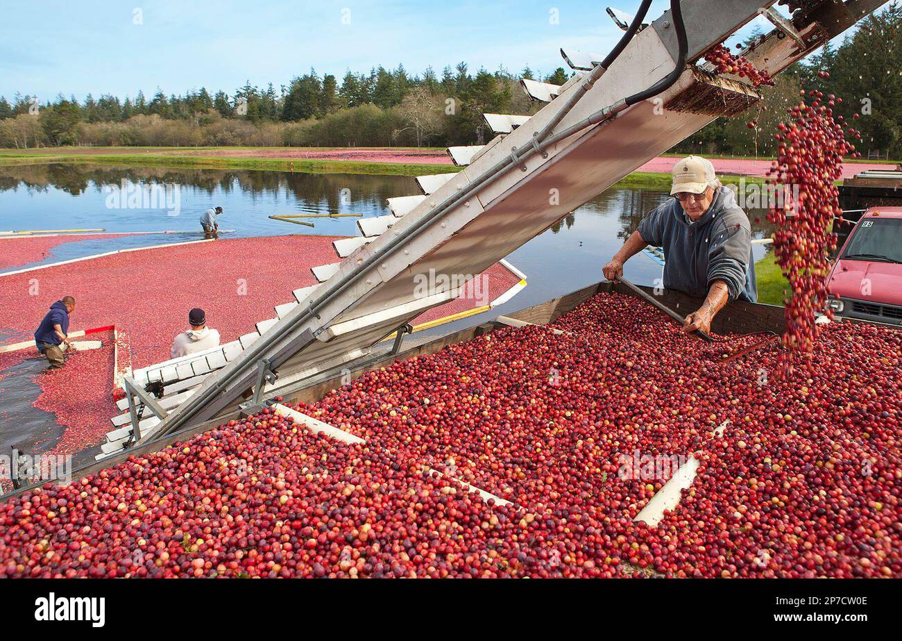 In this Oct. 18, 2010 photo, Blane Saunders tops off a truckload of ...