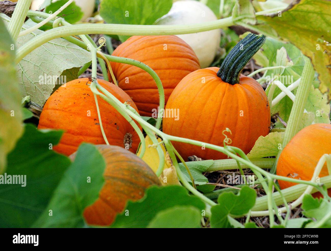 In this Sept. 17, 2009 photo, pumpkins to be collected as part of the ...