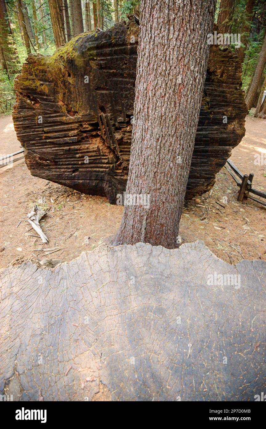 Calaveras grove mother of the forest hi-res stock photography and ...