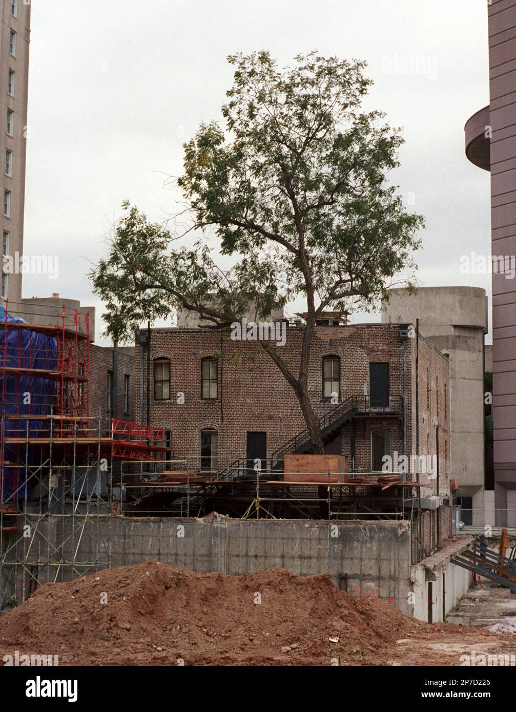 A pecan tree, which is now coming into view following the Rice ...