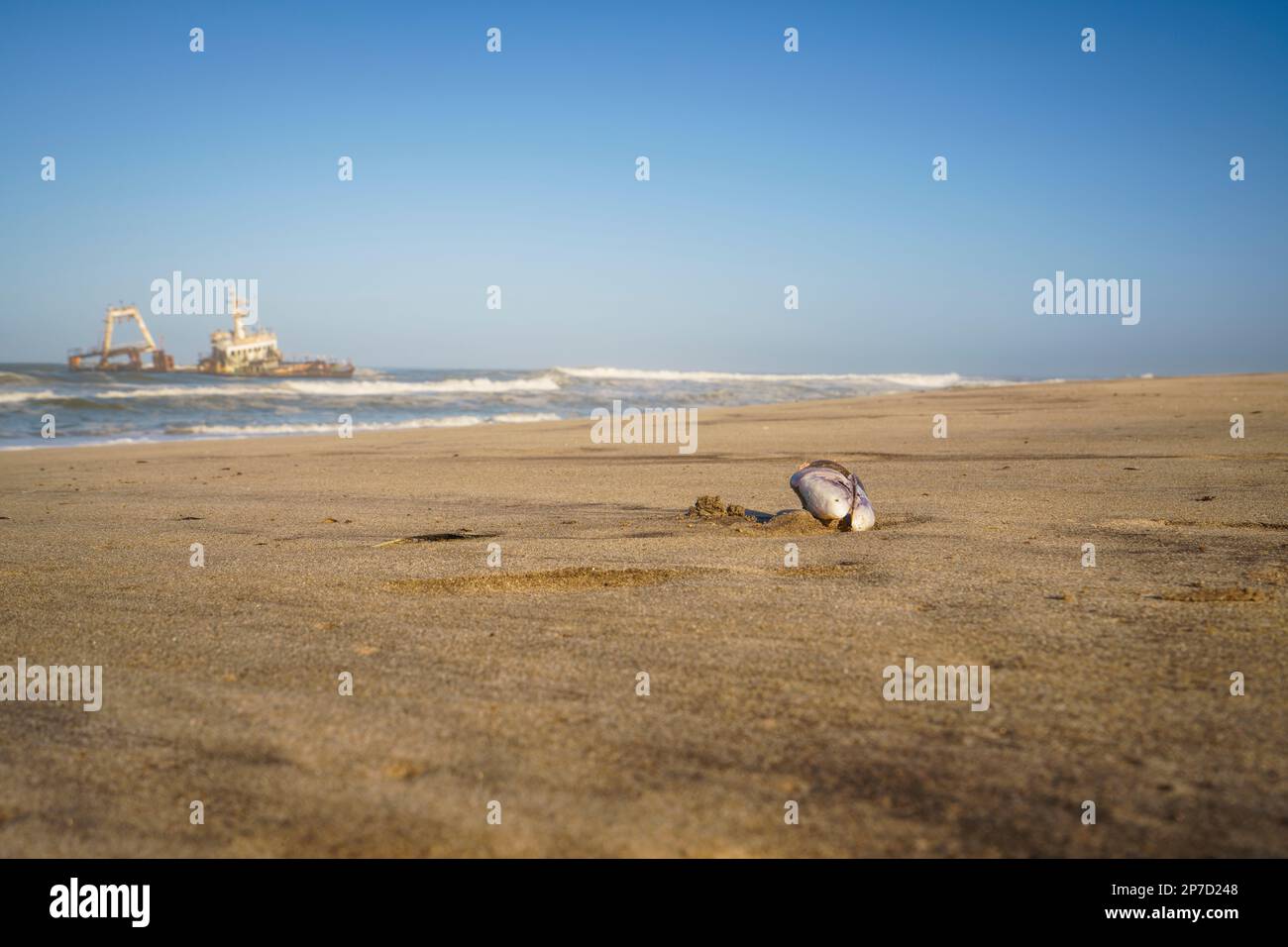 Closeup of Mussel shell on the beach with beautiful scenery background ...