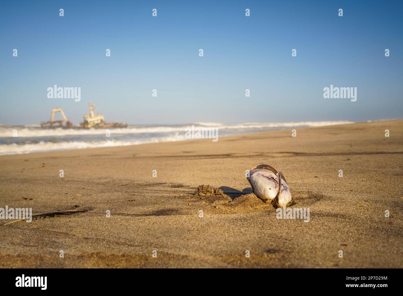 Closeup of Mussel shell on the beach with beautiful scenery background ...