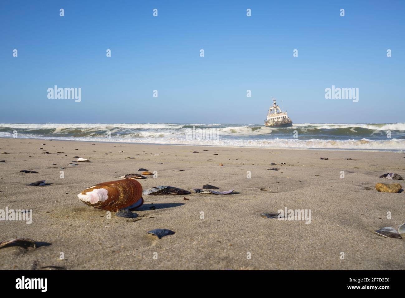 Closeup of Mussel shell on the beach with beautiful scenery background ...