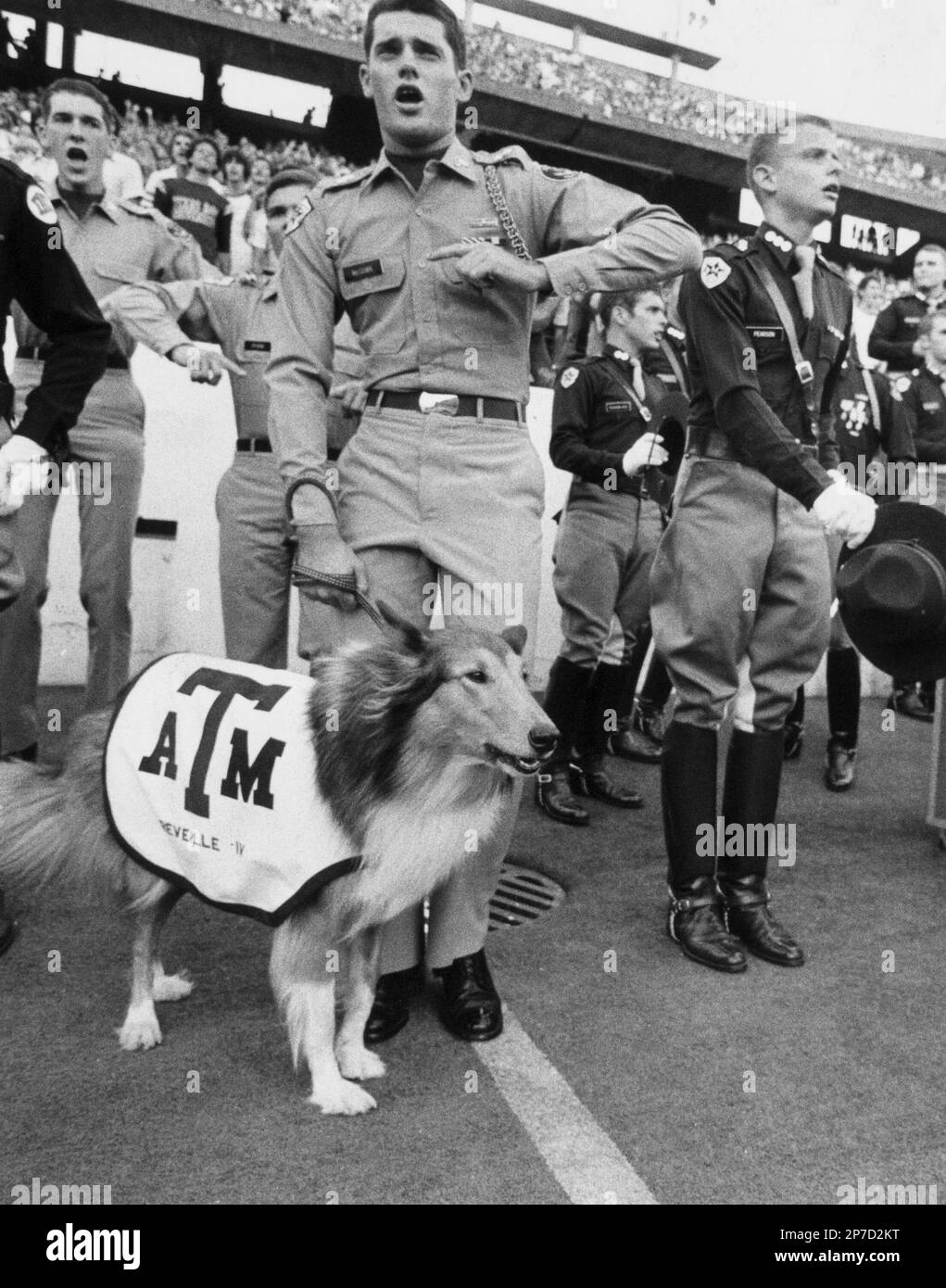 Texas A&M mascot reveille and Corps Cadets, SEP 17 1979. Reveille, the ...