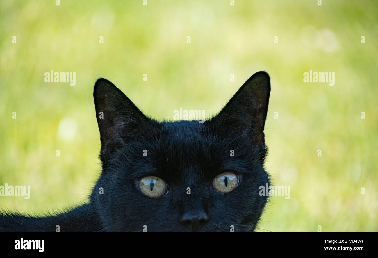 Black shiny cat with green eyes in cottage garden Stock Photo - Alamy