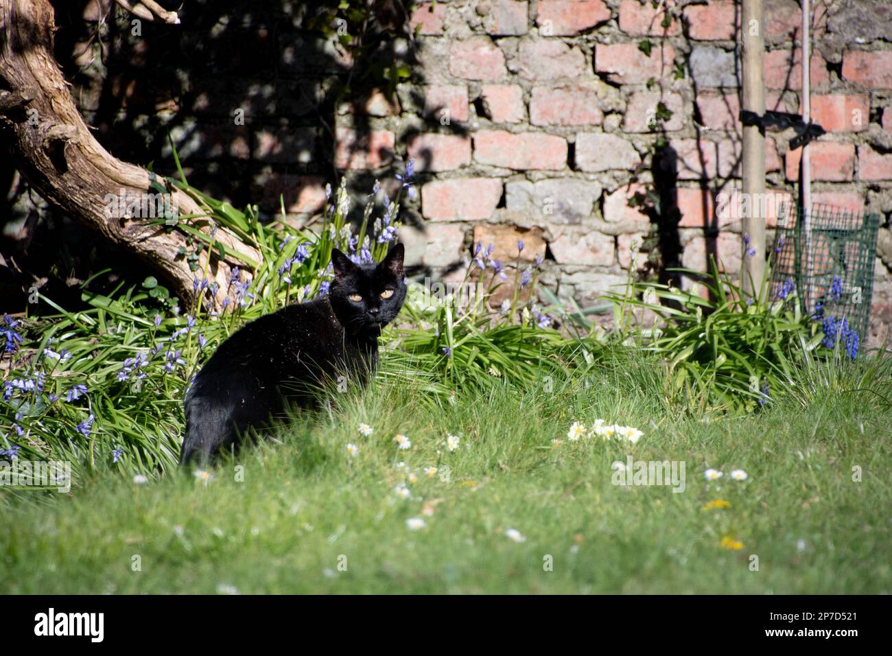 Black shiny cat with green eyes in cottage garden Stock Photo - Alamy