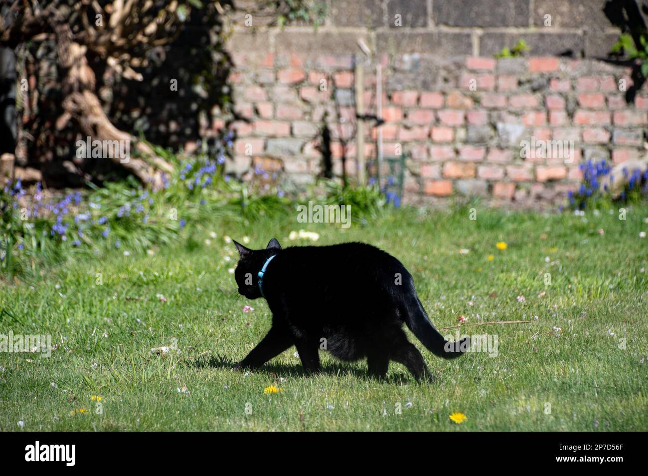Black shiny cat with green eyes in cottage garden Stock Photo - Alamy