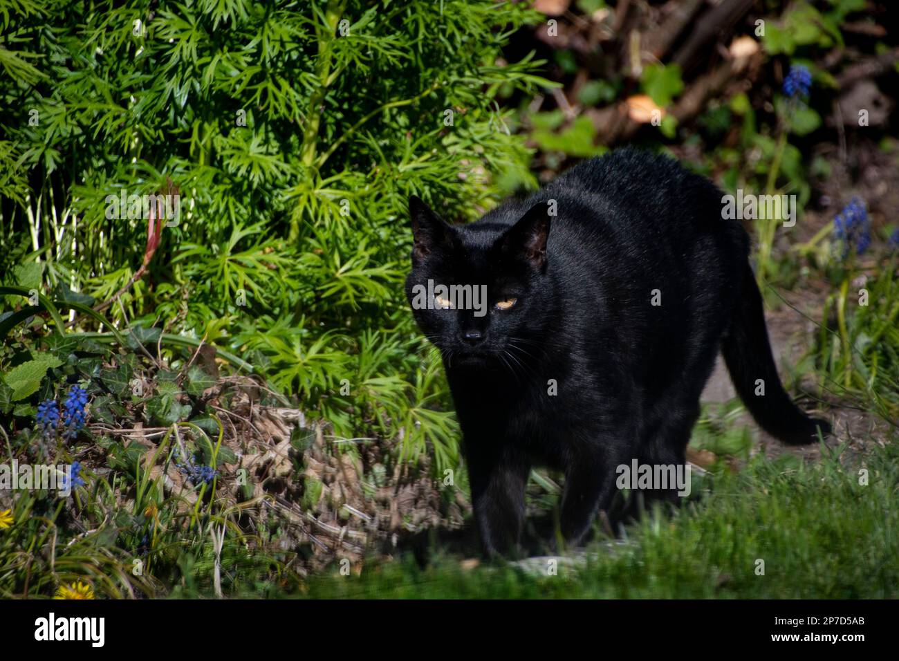 Black shiny cat with green eyes in cottage garden Stock Photo - Alamy