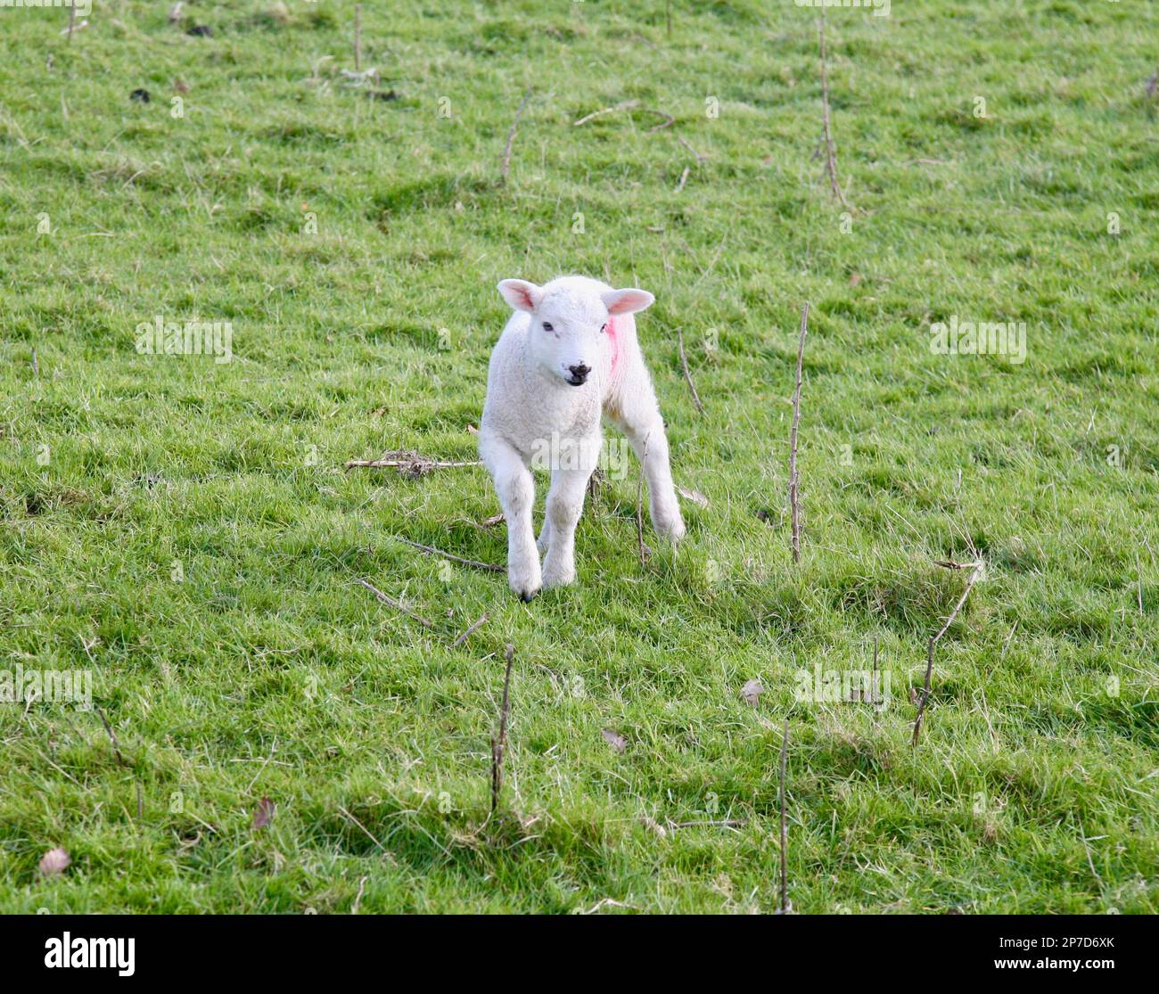 Born a ram hi-res stock photography and images - Alamy