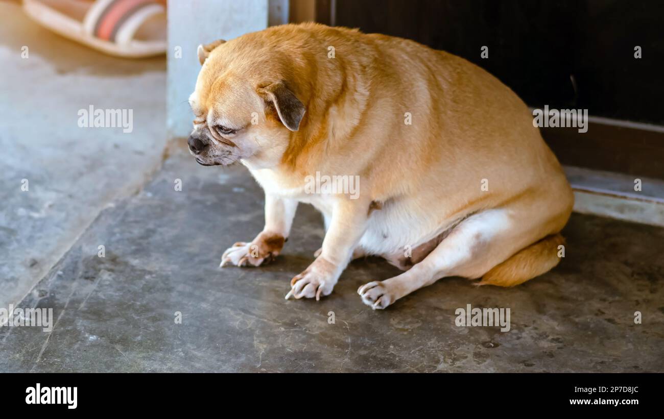 Fat Brown Dog Obese Dachshund's Weight Loss Journey