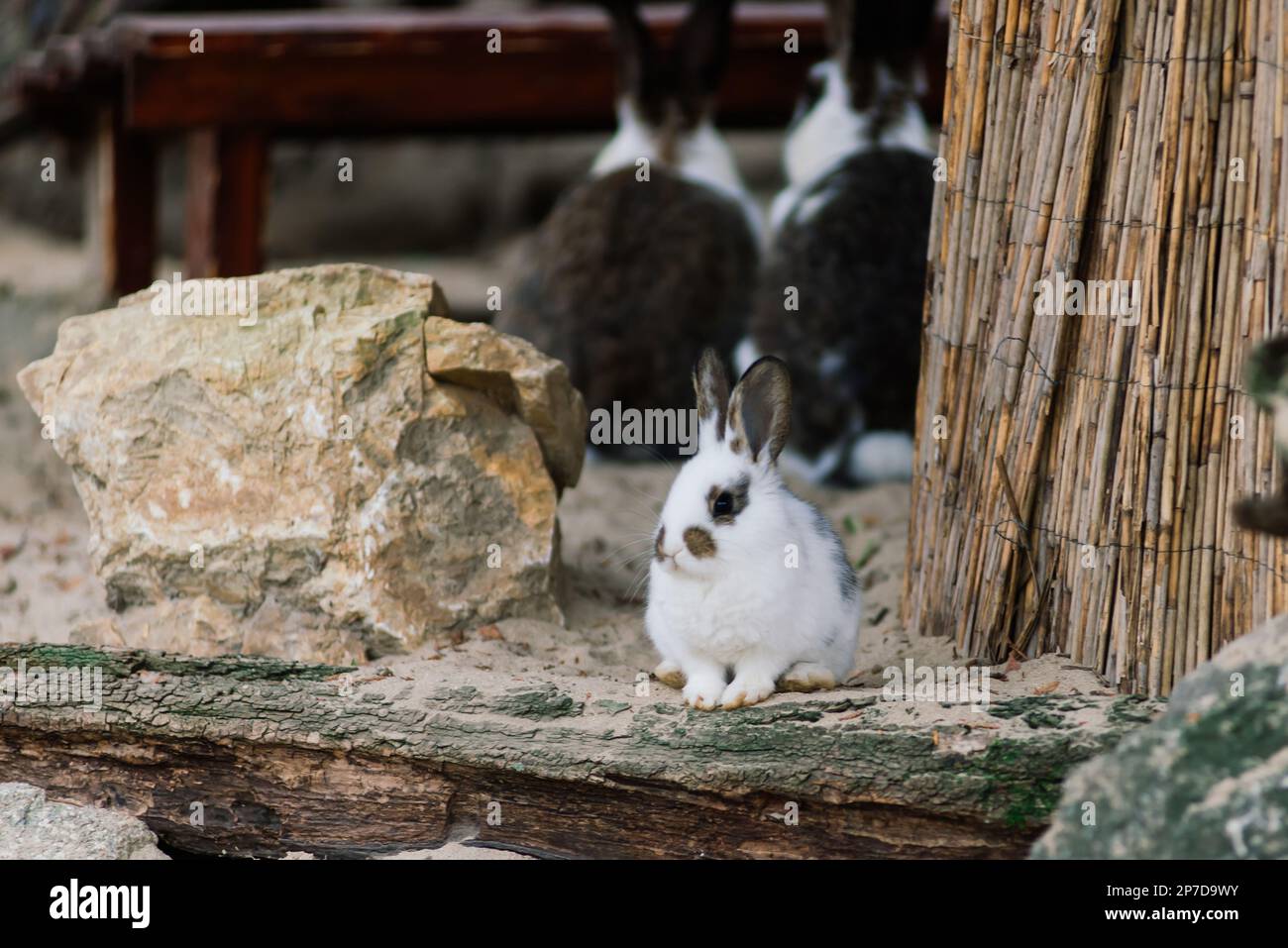 Cute white food's rabbit in green park. Animal nature habitat of rabbit ...
