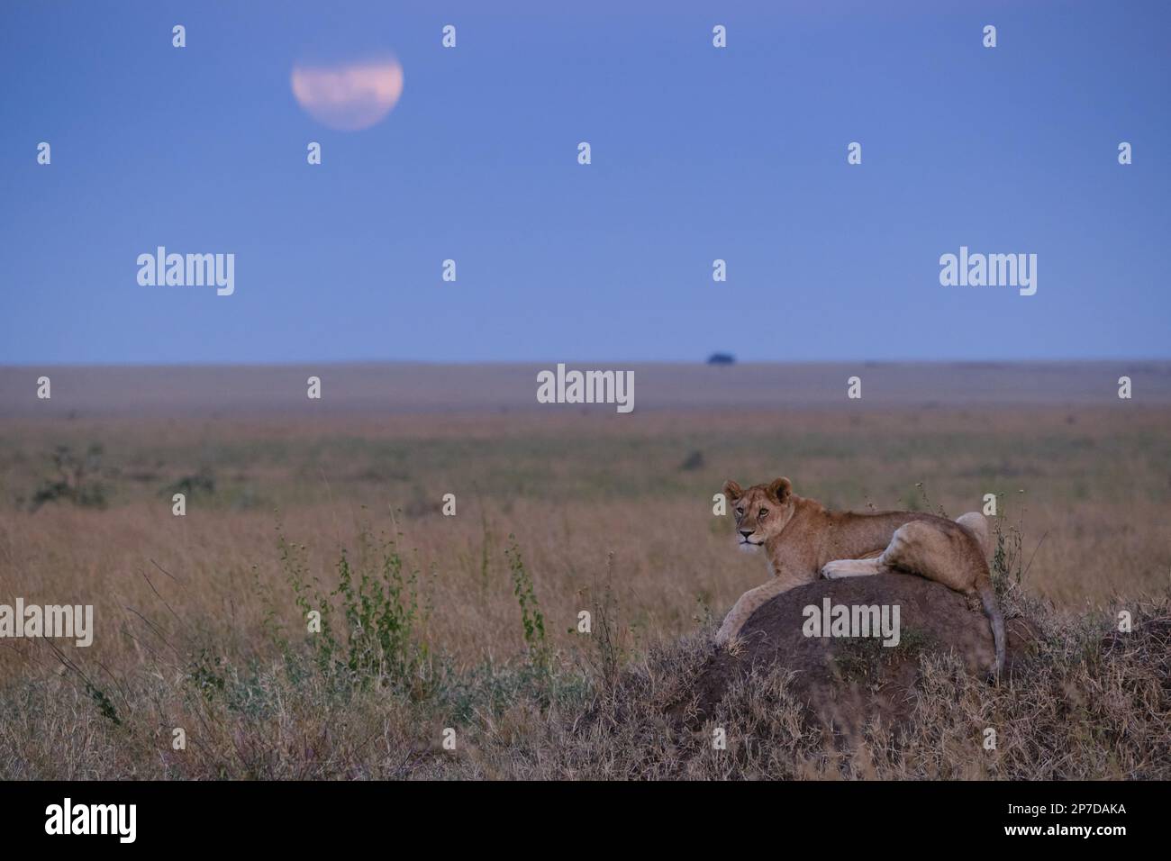 a lioness lying on a termite hill in the savannah of the Serengeti in ...