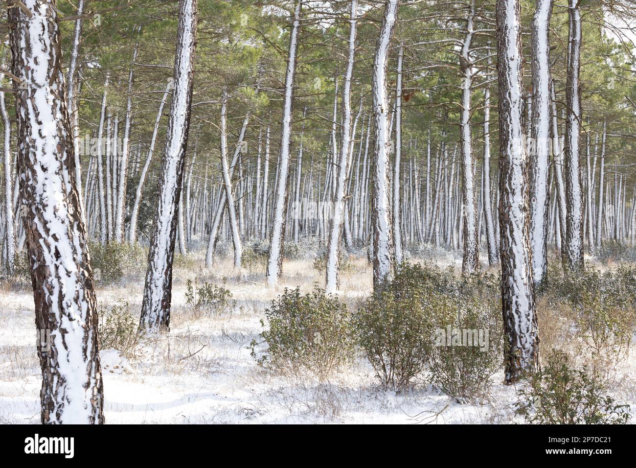 Snow texture in forest hi-res stock photography and images - Alamy