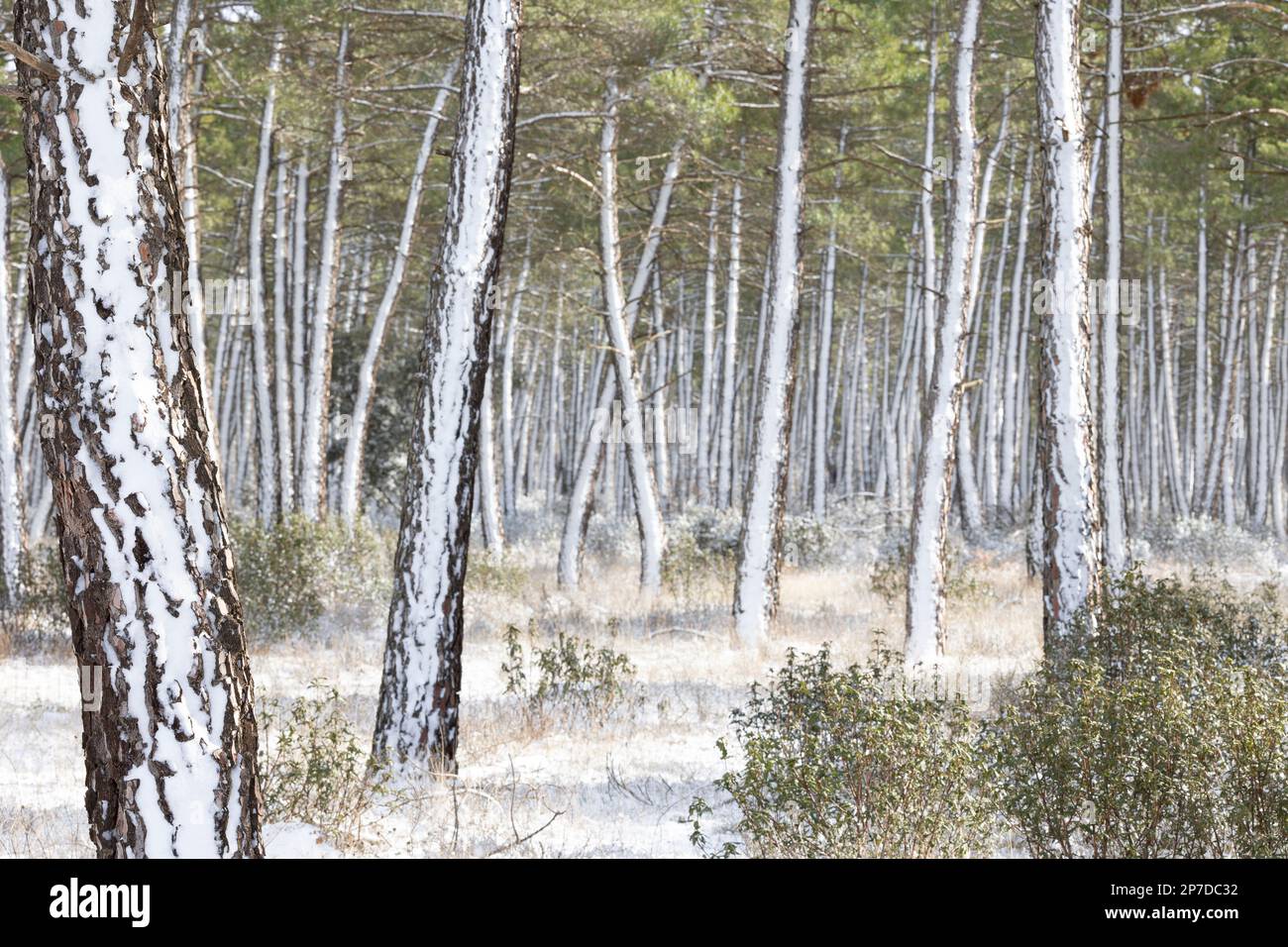 Pine tree forest after fresh snow (winter Stock Photo - Alamy