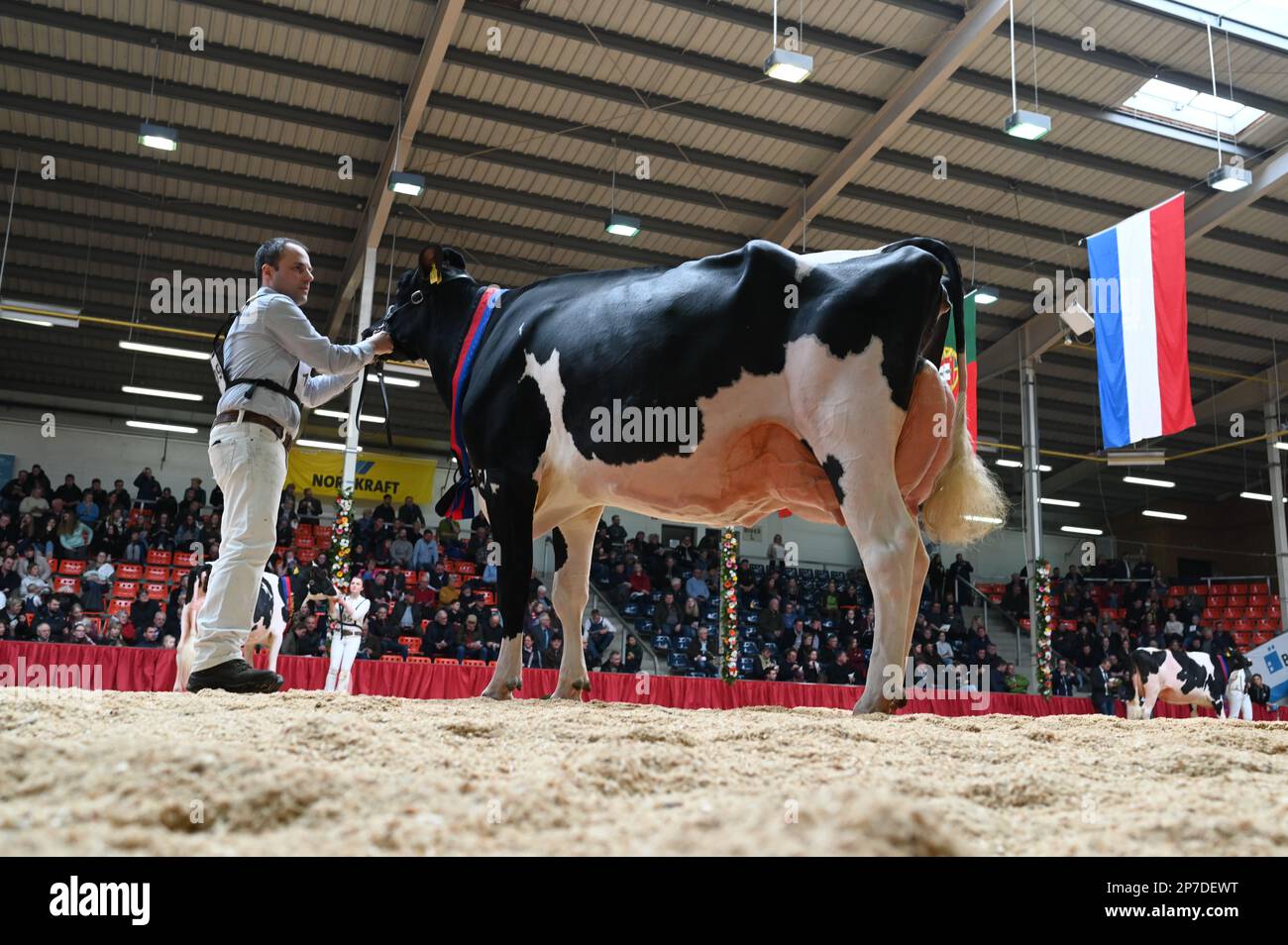 Leer, Germany. 08th Mar, 2023. The black-colored dairy cow ZR Indian of ...