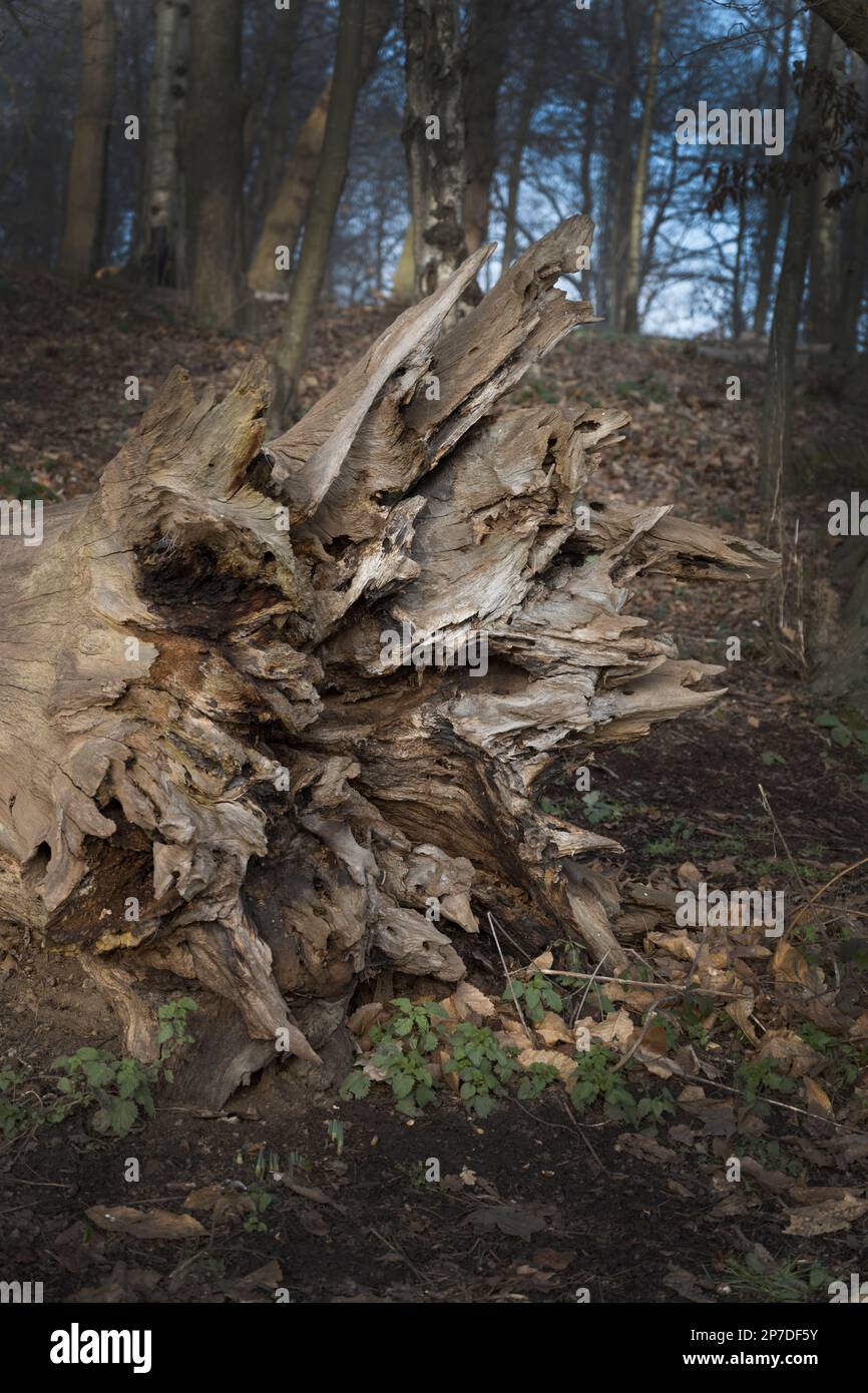 Twisting tree roots hi-res stock photography and images - Alamy