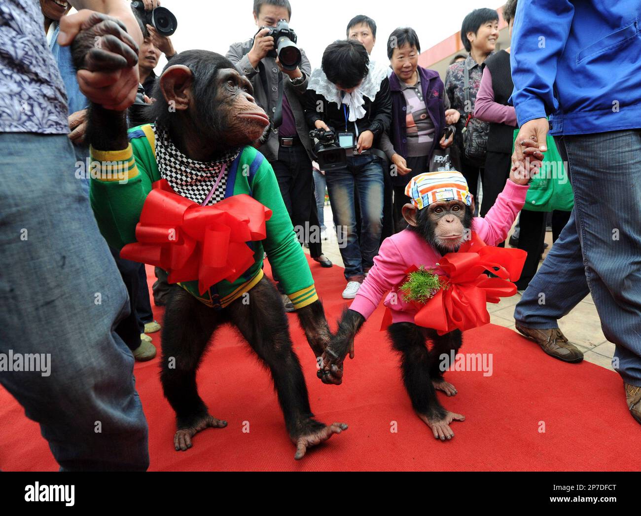 Chimpanzee groom Yangyang, left, holding hand with his bride Wanxing ...