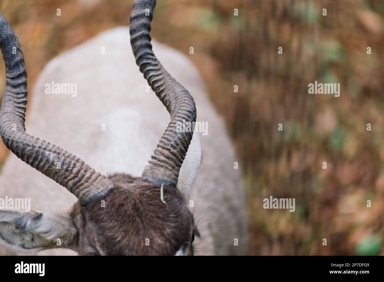 The maned ram eats hay, animal in the zoo, large rounded horns of a ram ...