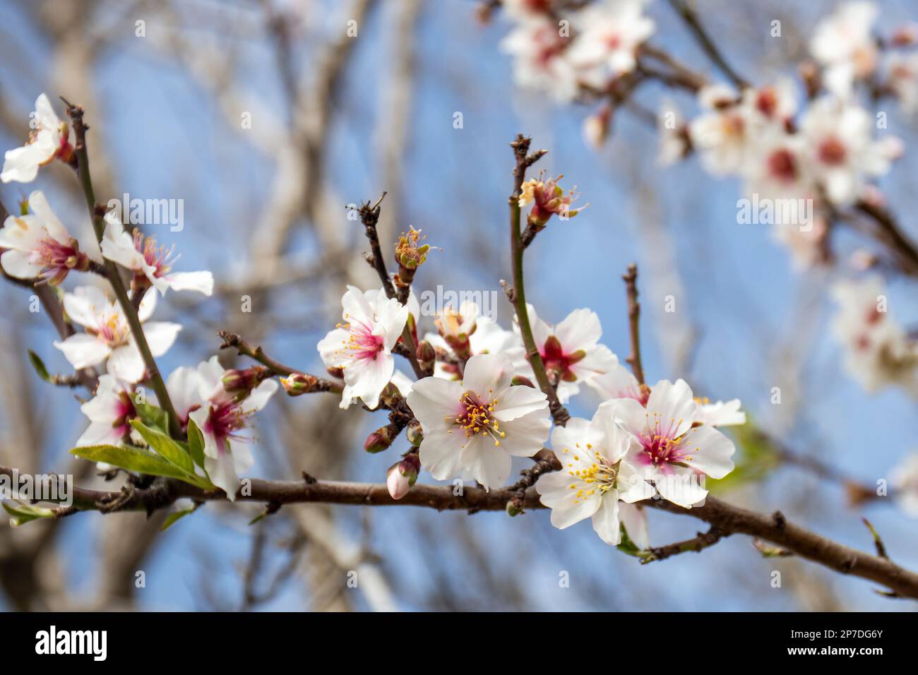 Spring blossoming trees closeup hi-res stock photography and images - Alamy