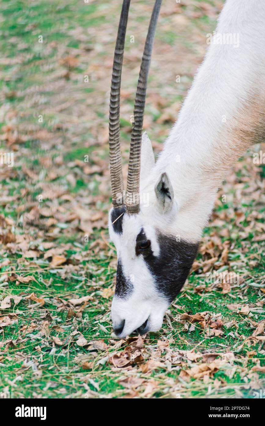 The maned ram eats hay, animal in the zoo, large rounded horns of a ram ...