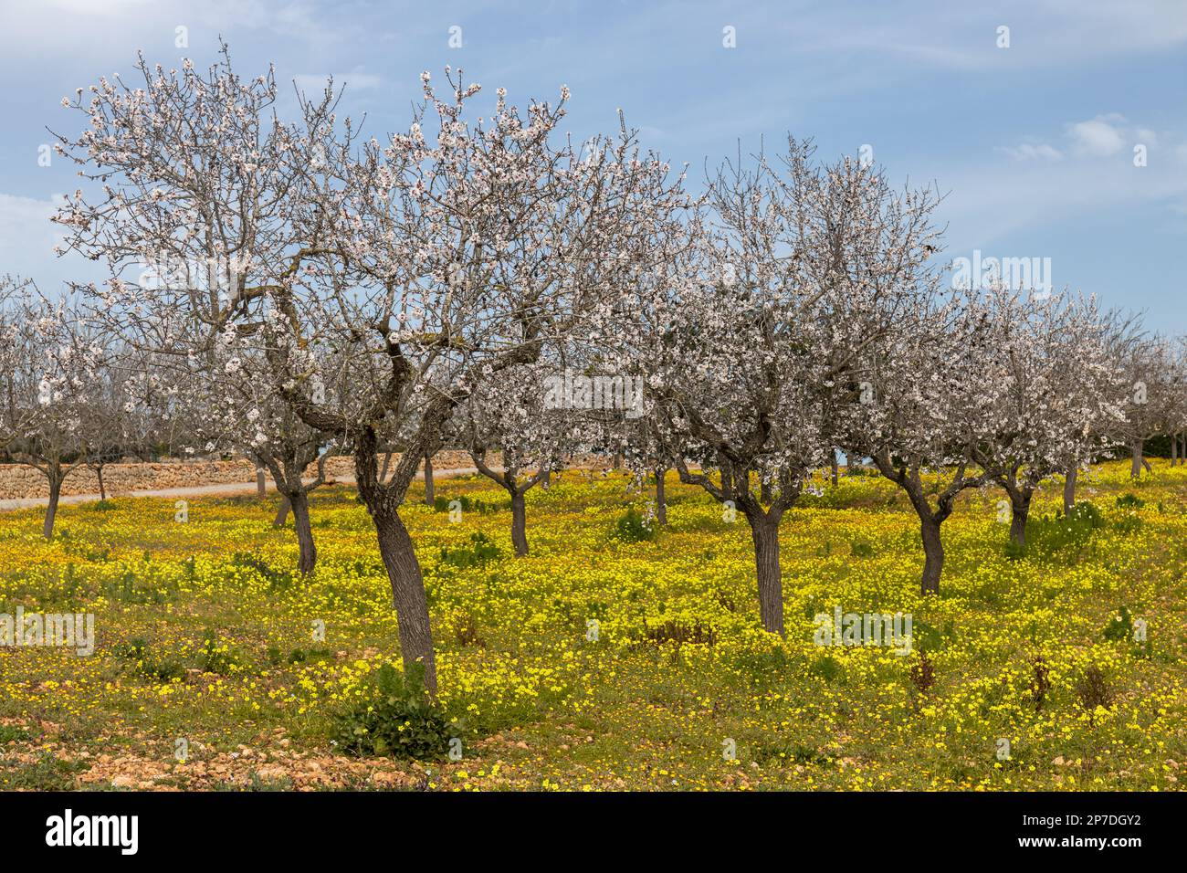 Blossoming almond trees and flowering meadow in the Migjorn region of ...