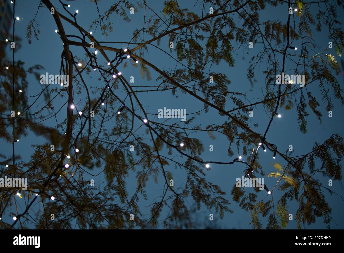 Dark blue background with twigs, leaves and fairy lights. Night time ...