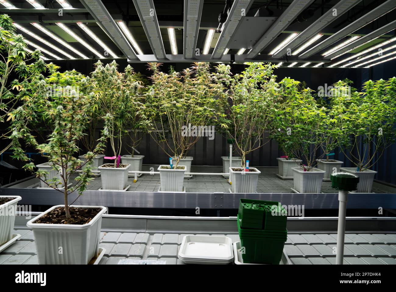Full grown marijuana plants hi-res stock photography and images - Alamy