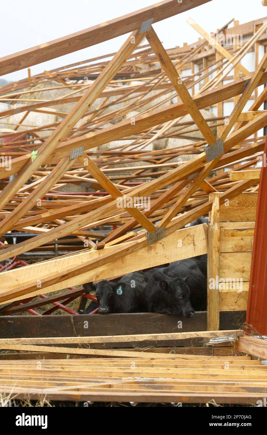 Two cows look out through collapsed roof trusses after a storm blew the ...