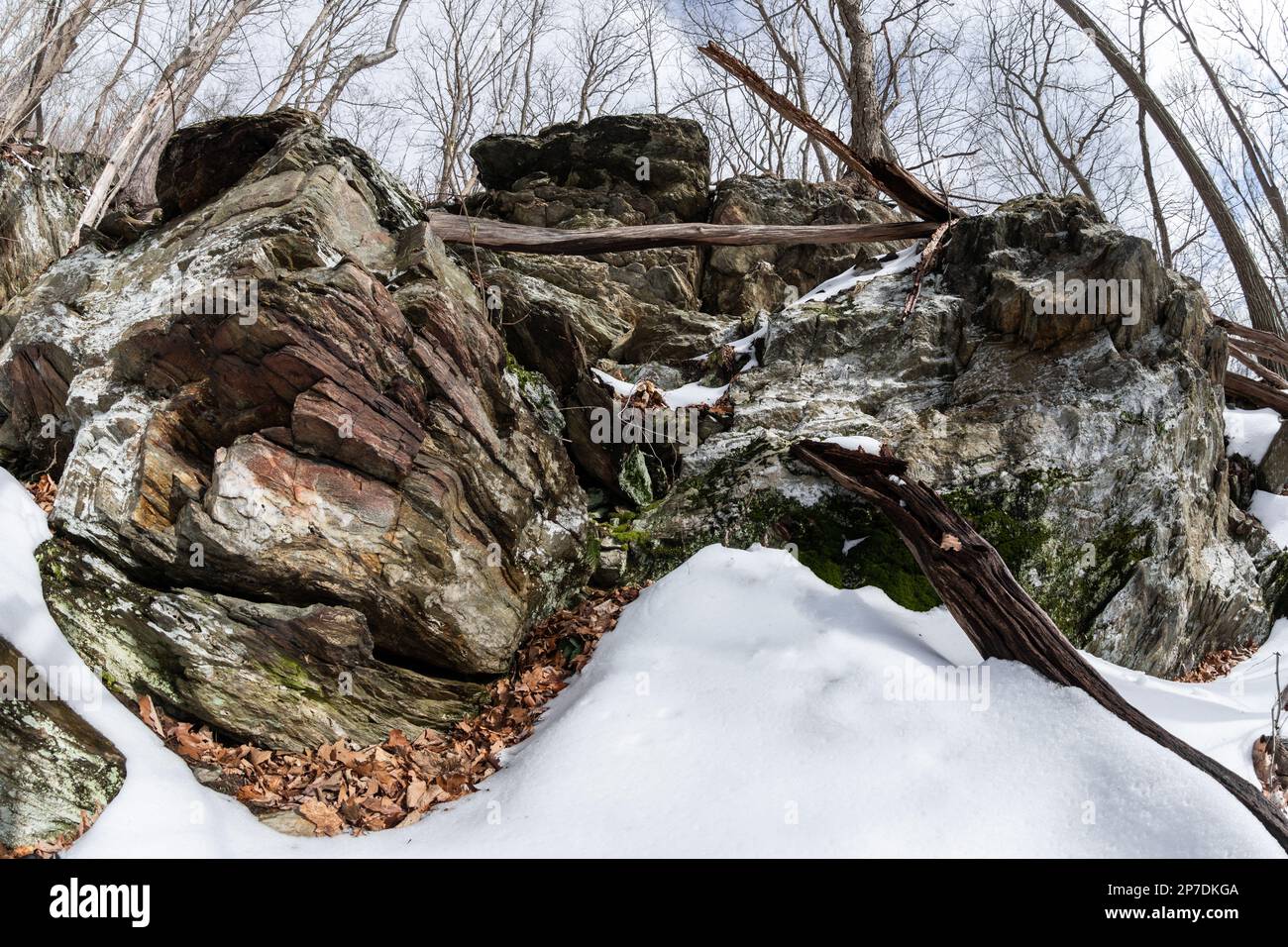 New York timber rattlesnake in winter Stock Photo - Alamy