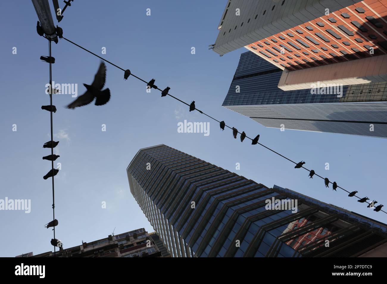 Pigeons resting on wires of a telephone pole in Wan Chai. 10DEC22 SCMP ...