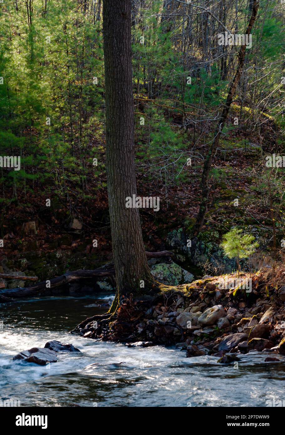 A large tree trunk is on the edge of a stream, with roots already ...