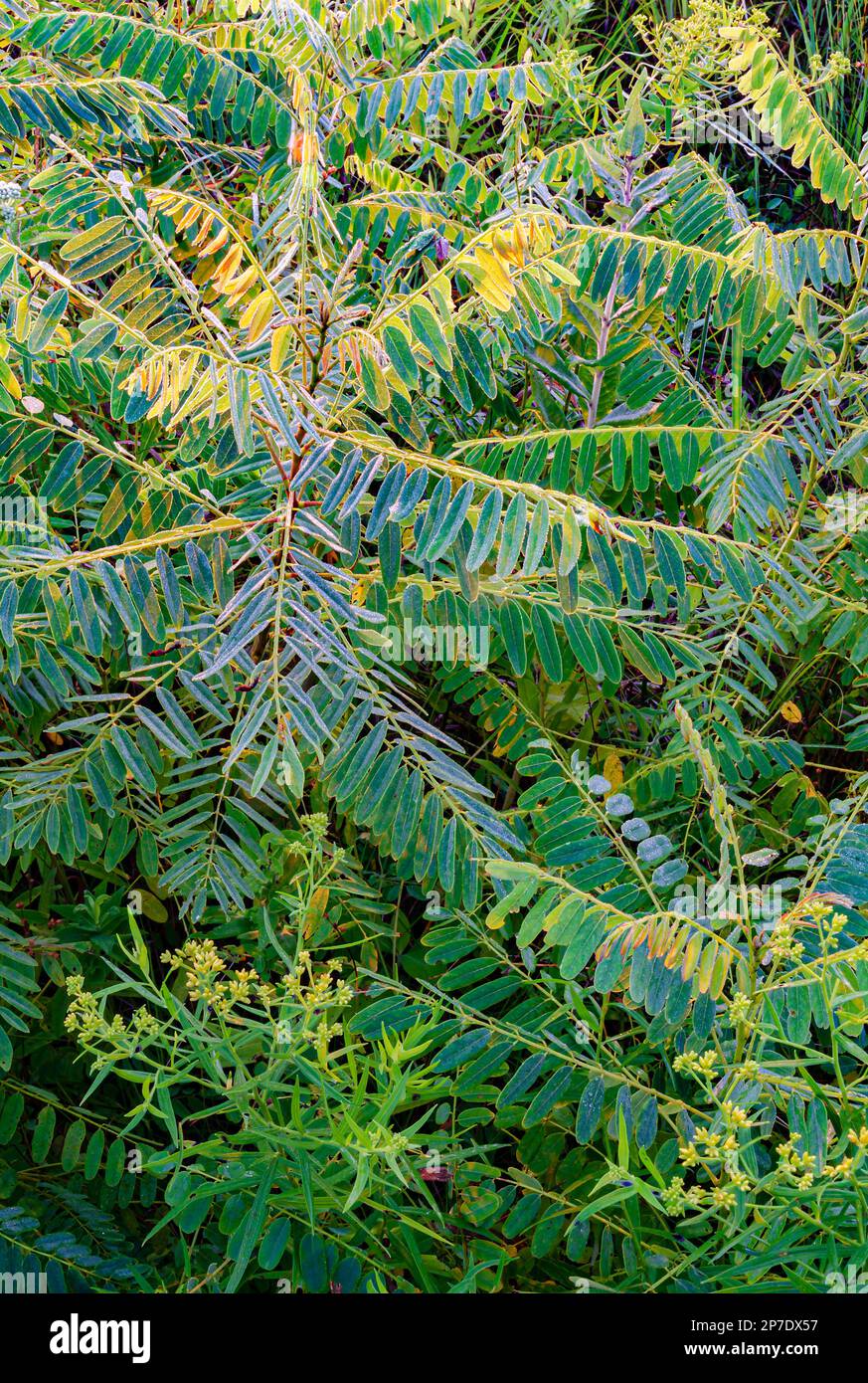 Sumac grows bush like with Lance-leaved Goldenrod below, Springbrook ...