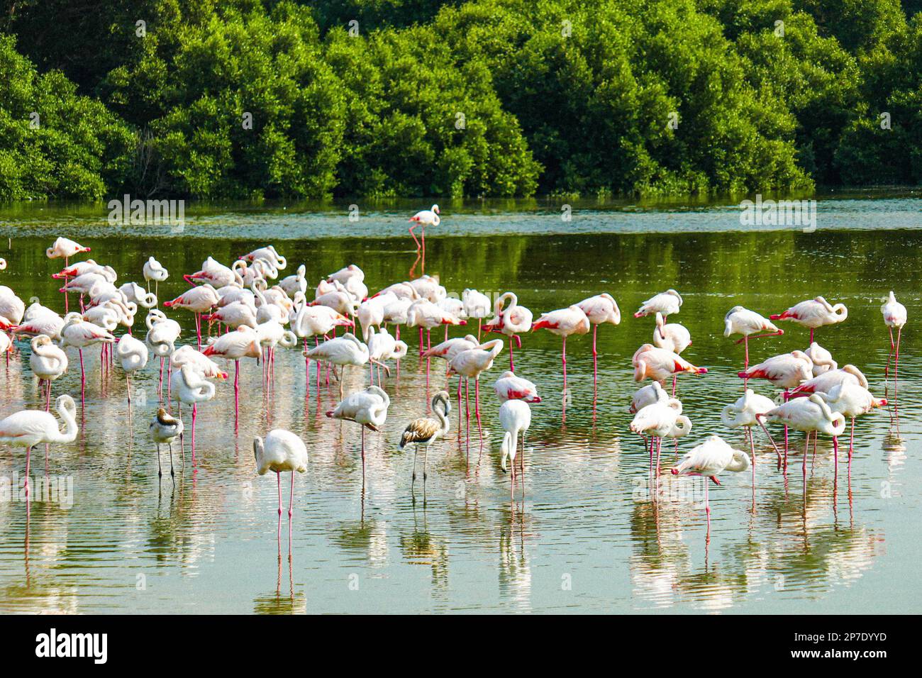 A closeup of flamingos at Ras al Khor wildlife sanctuary in Dubai, UAE ...