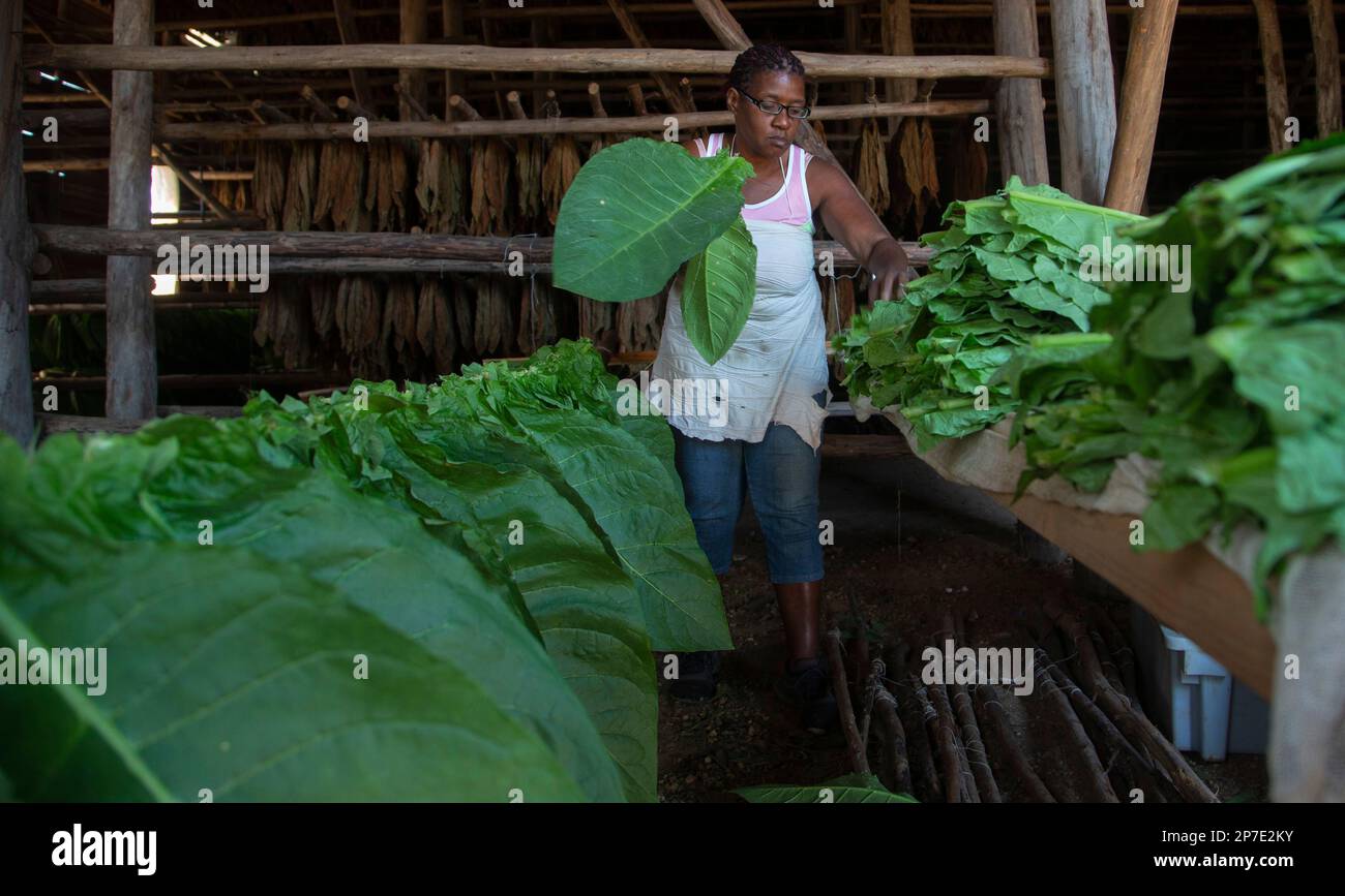 Norma Toledo works on a tobacco farm at kilometer 7 in La Coloma ...