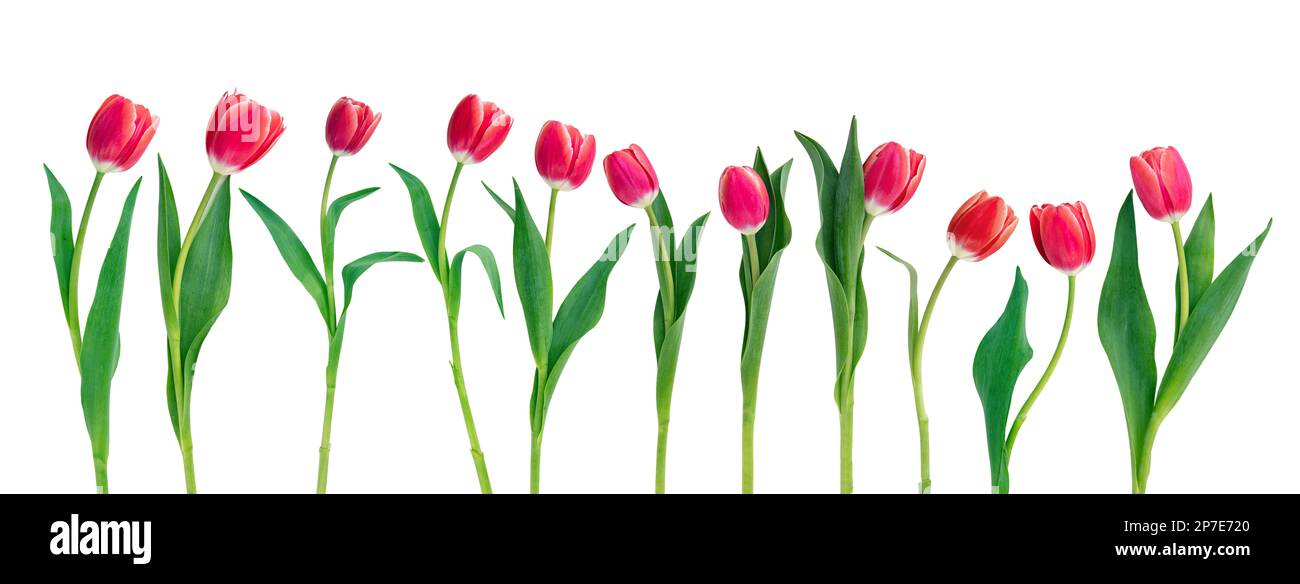 Tulips in a row isolated on white background. Fresh red pink tulips ...