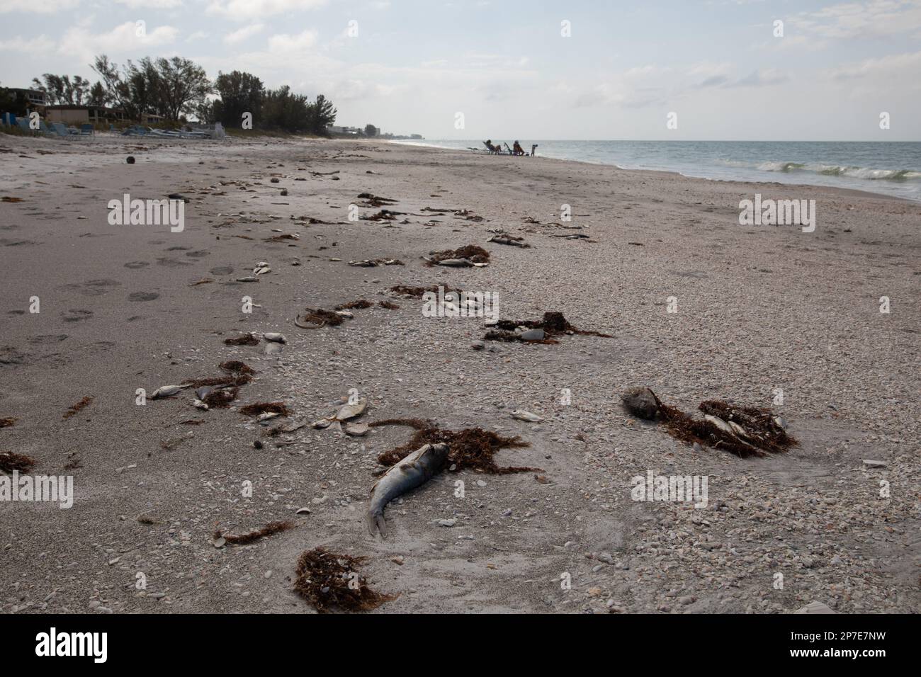 Thousands of dead fish line the beach on Long Boat Key due to the ...