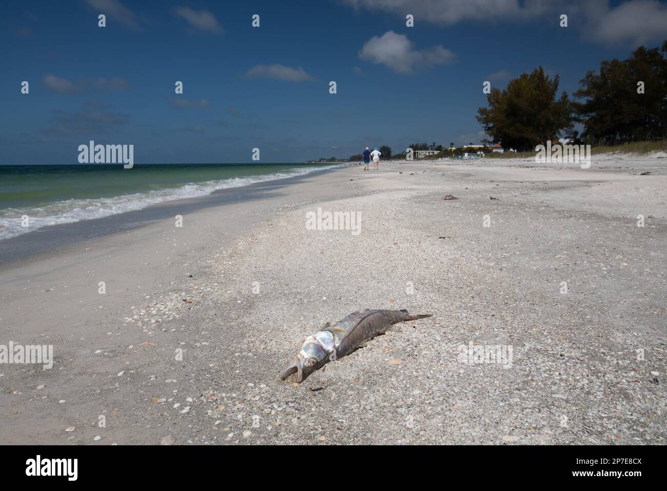 Dead red tide fish hi-res stock photography and images - Alamy