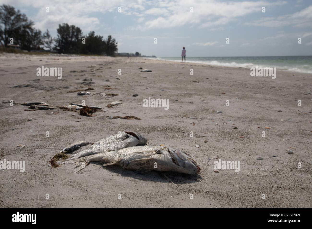 Algae bloom dead fish hi-res stock photography and images - Alamy
