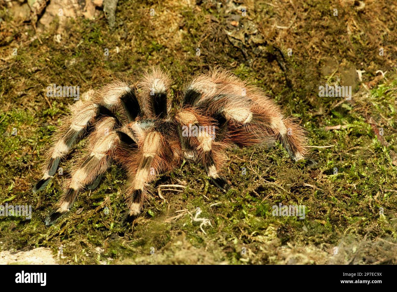 Brazilian White Knee Spider, Acanthoscurria Geniculata Stock Photo - Alamy