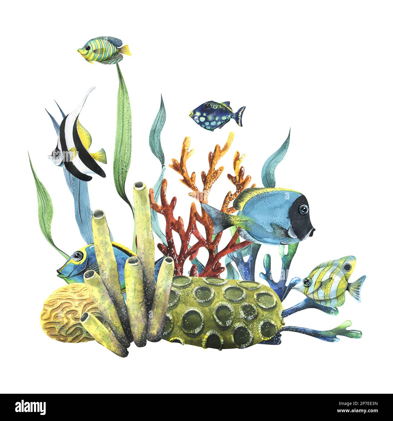 Bright reef fish with corals, sea sponges and algae. Watercolor ...