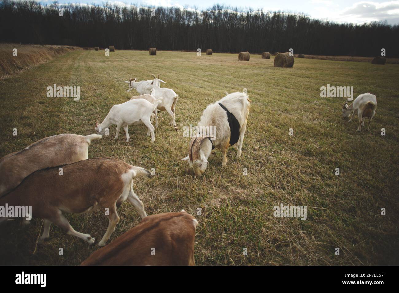 A herd of goats grazing in a hay-covered field, leisurely enjoying the ...