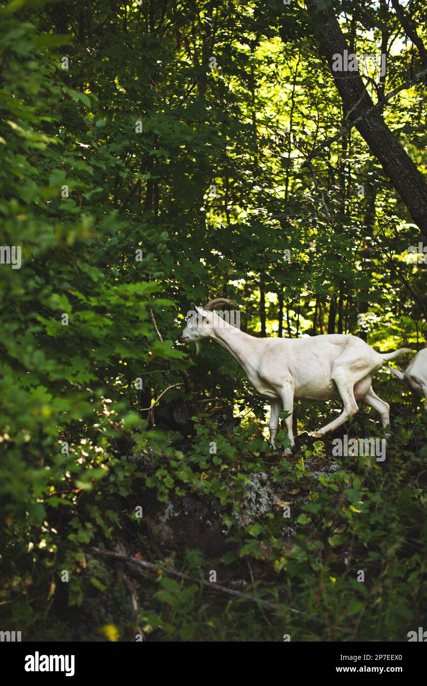 A vertical shot of group of goats grazing in a lush green forest Stock ...