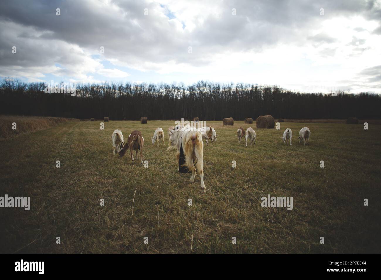 A herd of goats grazing in a hay-covered field, leisurely enjoying the ...
