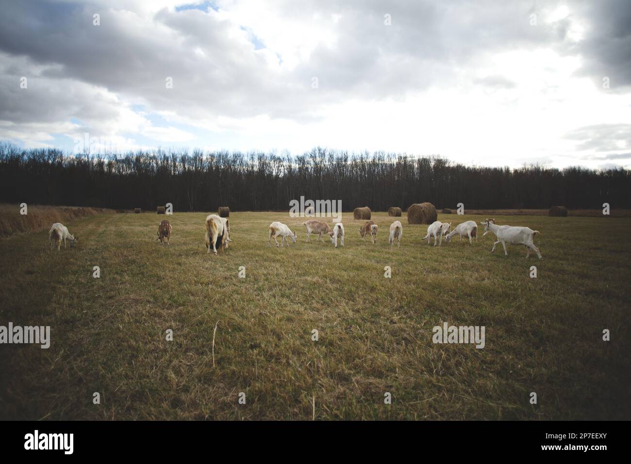 A group of goats happily grazing in a lush green field, with a ...