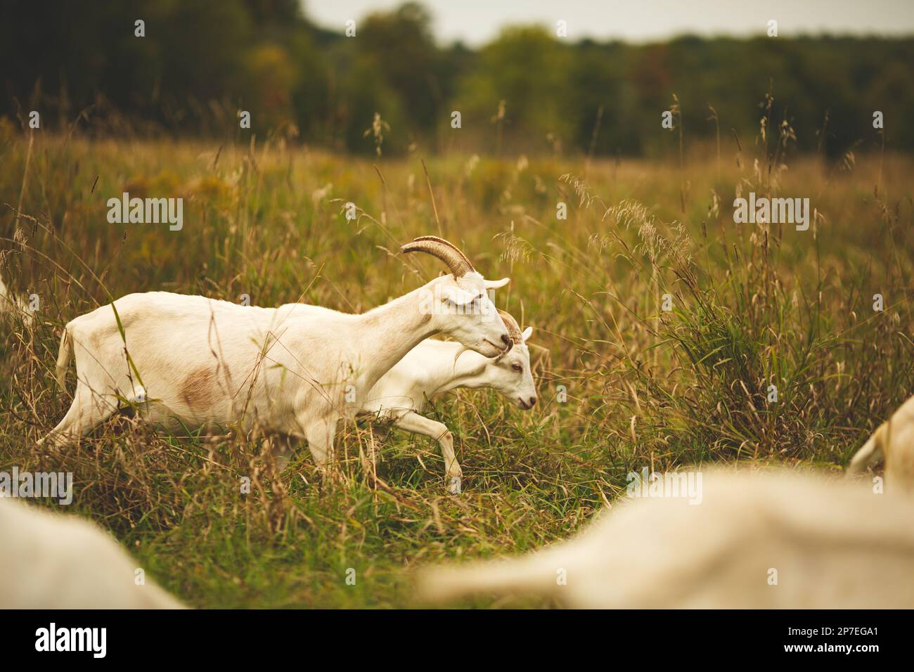 White goats running and playing in a lush, green field, surrounded by ...