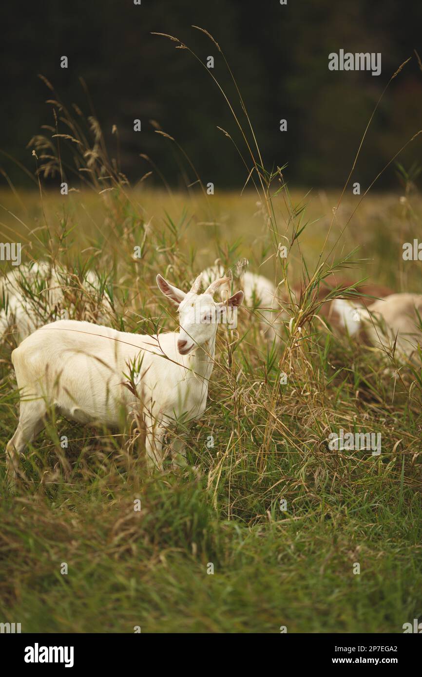 A vertical shot of a white baby goat standing in a lush green field ...