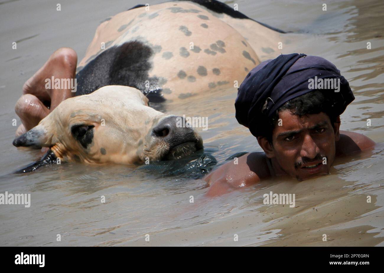 Pakistani villager Rasool Bux and his cattle wade through the ...